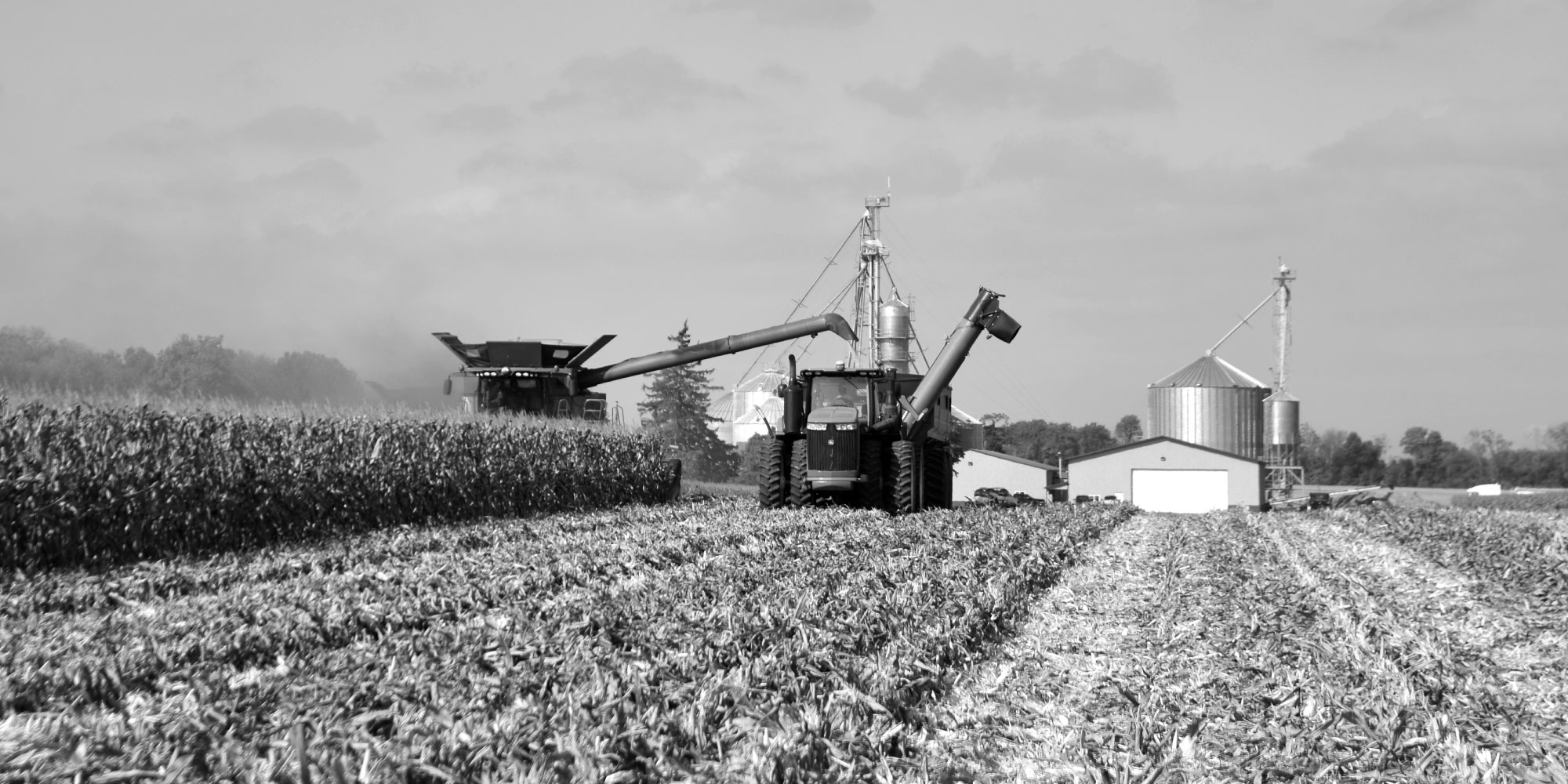 AgriGold | Cyan Grey